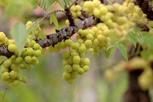Manfaat Buah Cermai – Info Update