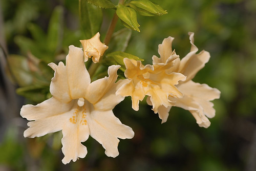 Wildflowers: Western Region US | Flickr