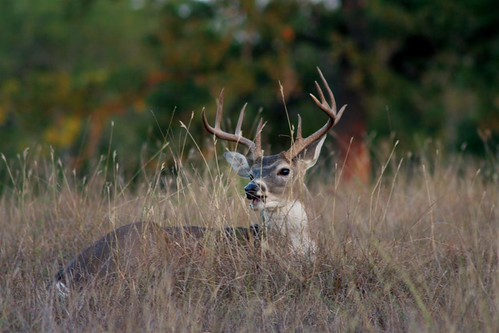 Fall Whitetail Scenes | Archery Talk Forum
