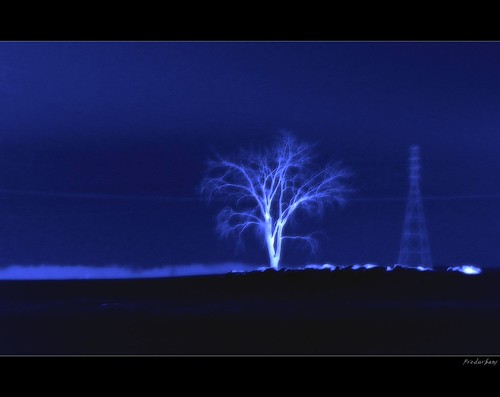 X-Rayed Tree « Weird, Interesting, and Funny X-Rays