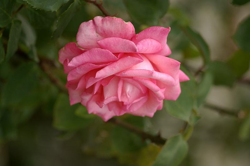 Nikkor-Q 135/2.8 on Pentax