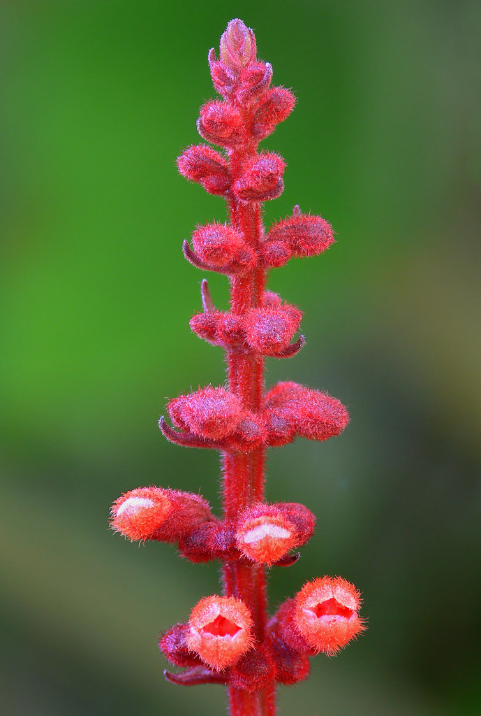 Salvia confertiflora #2 | Lamiaceae - Brazil Salvia, Sabra S… | Flickr