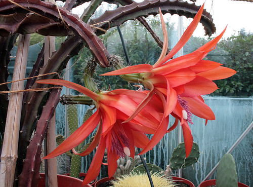 Heliocereus flowers tonight - CactiGuide.com