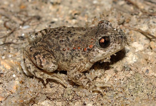 Discoglossidae - JungleKey.fr Image