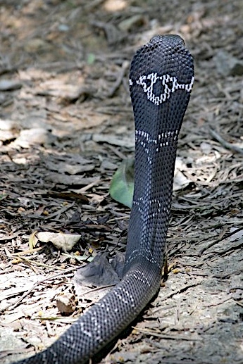Snake. venomous. Chinese Cobra. 眼鏡蛇 Naja atra | HONG KONG ARK Reptiles ...