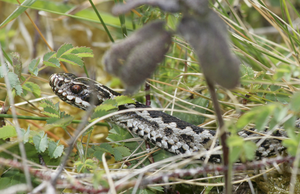 The Native Adders and Grass Snakes | Page 3 | Reptile Forums