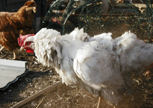 chicken behaviors – dust bathing | La Casa Urbana