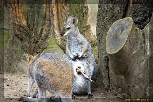 Dorcopsulus - JungleKey.fr Wiki