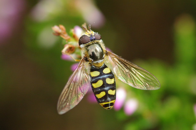 Hoverflies - Nature Guide UK