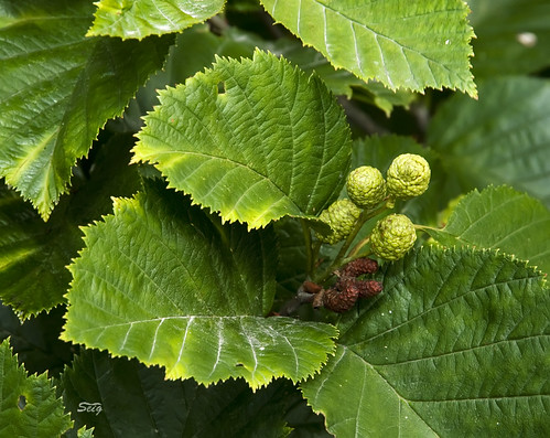Hamamelididae - JungleKey.fr Image