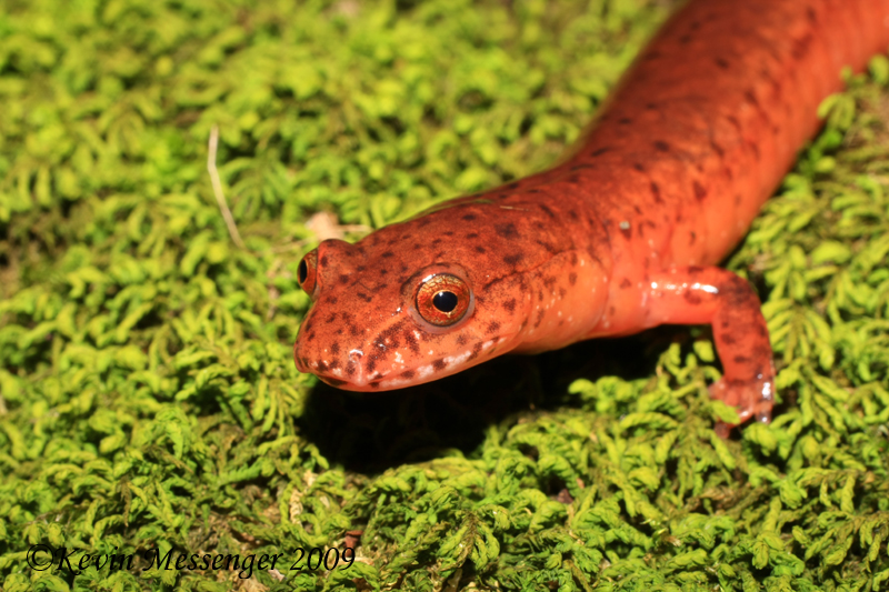 My Summer Research, the WV Experience 2009 (repost) - Field Herp Forum