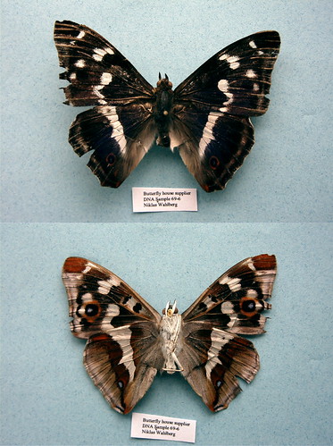 Apaturinae - JungleKey.fr Image